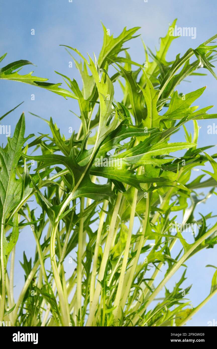 Mizuna (Brassica rapa japonica), Japanese lettuce Stock Photo - Alamy