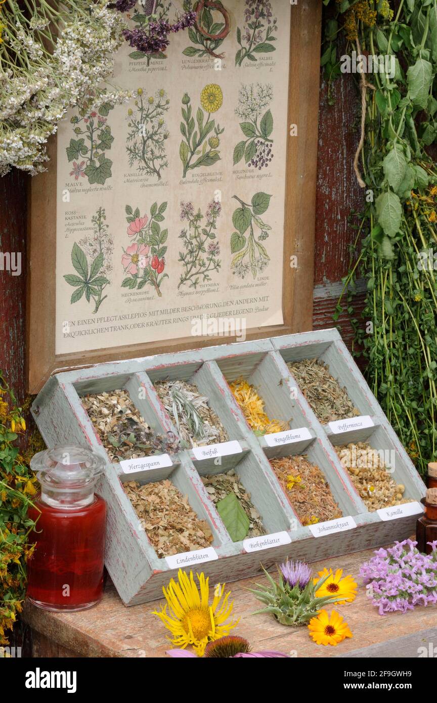 Herbs hung to dry, dried herbs, St. John's wort, yarrow, mint, lemon ...