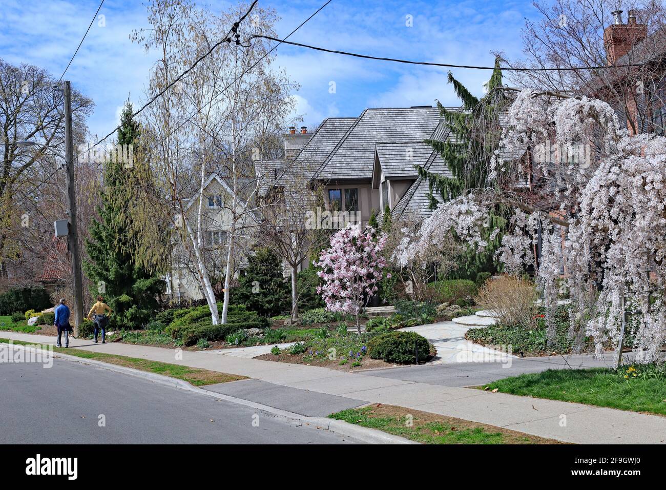 Suburban street in springtime with flowering trees Stock Photo - Alamy