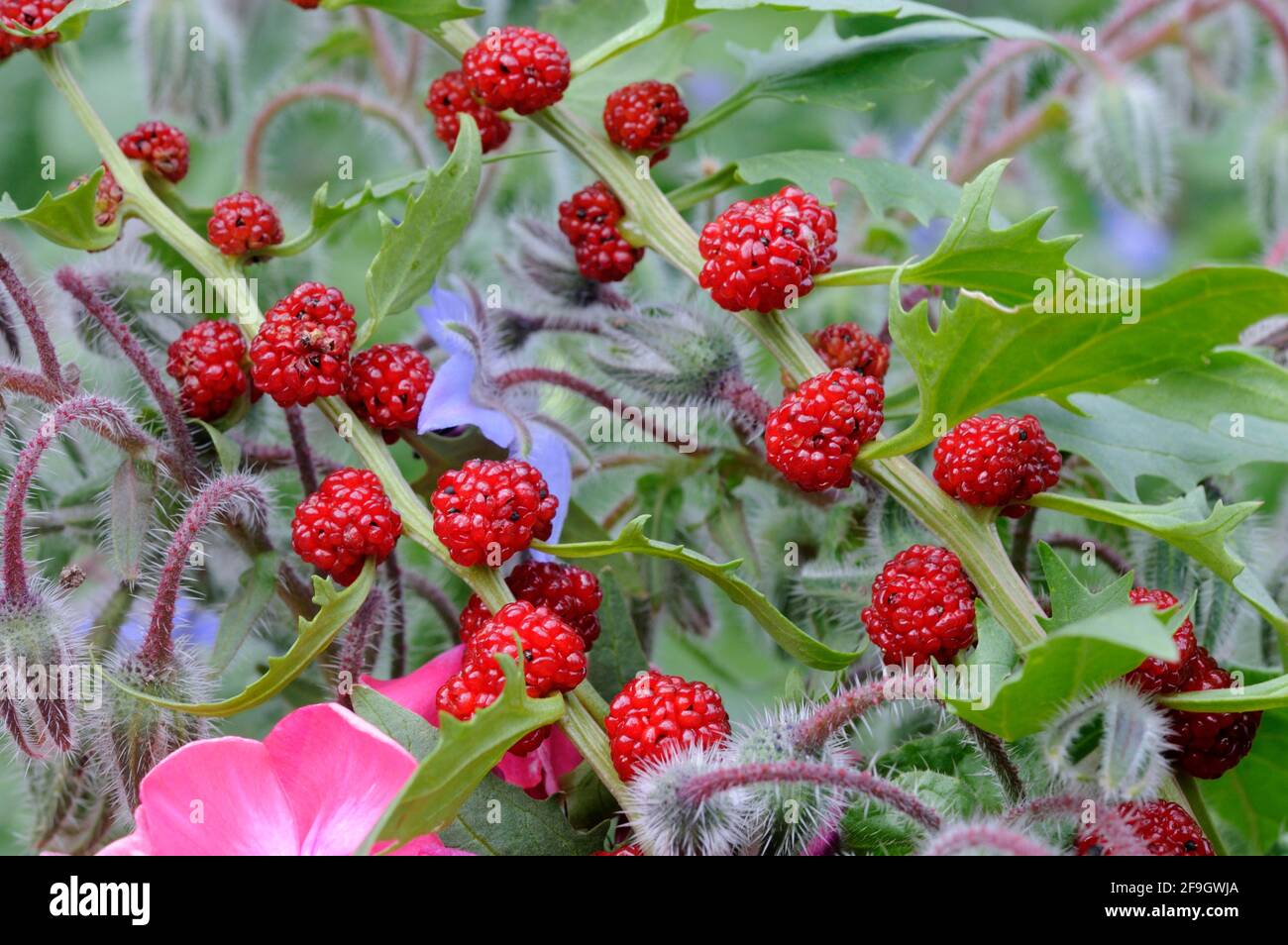 Spiked Blitum capitatum (Blitum capitatum) (Chenopodium capitatum Stock ...