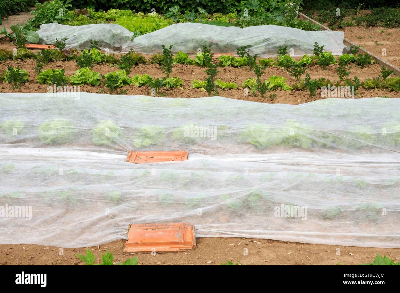Vegetable garden, Fleece, Insect screen Stock Photo - Alamy