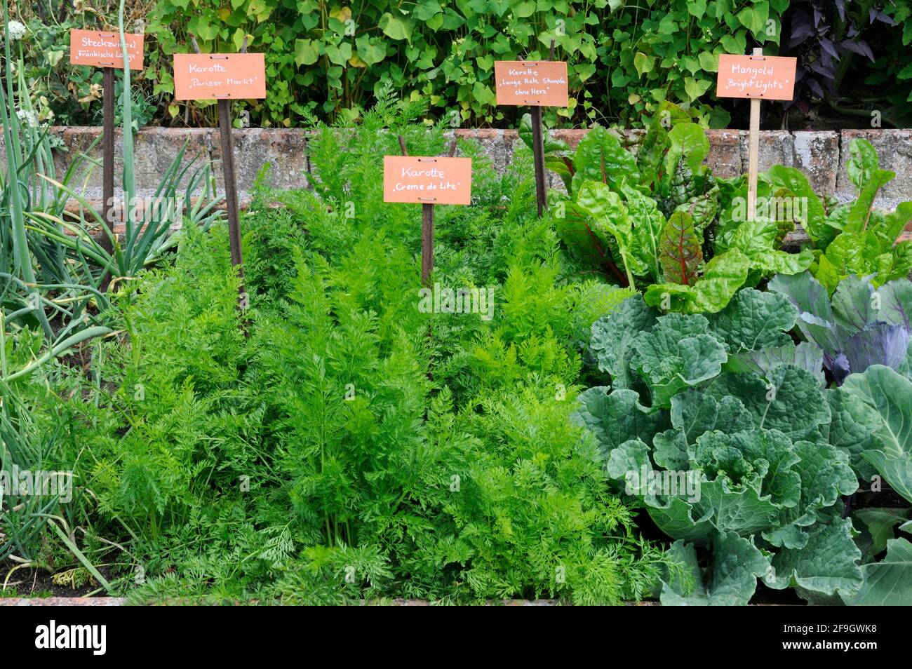 Carrot plant patch hi-res stock photography and images - Alamy