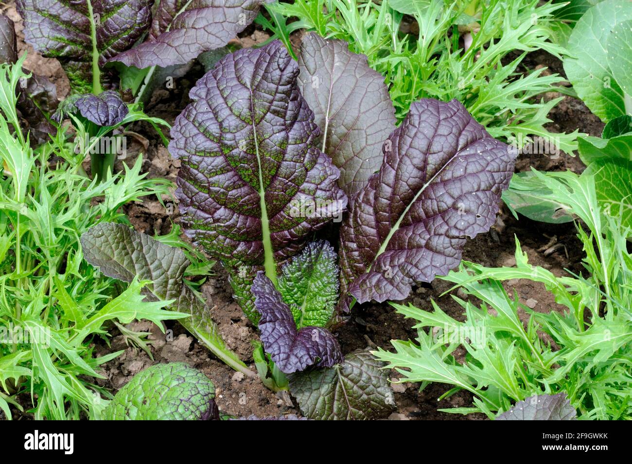 Red Giant Mustard Ornamental