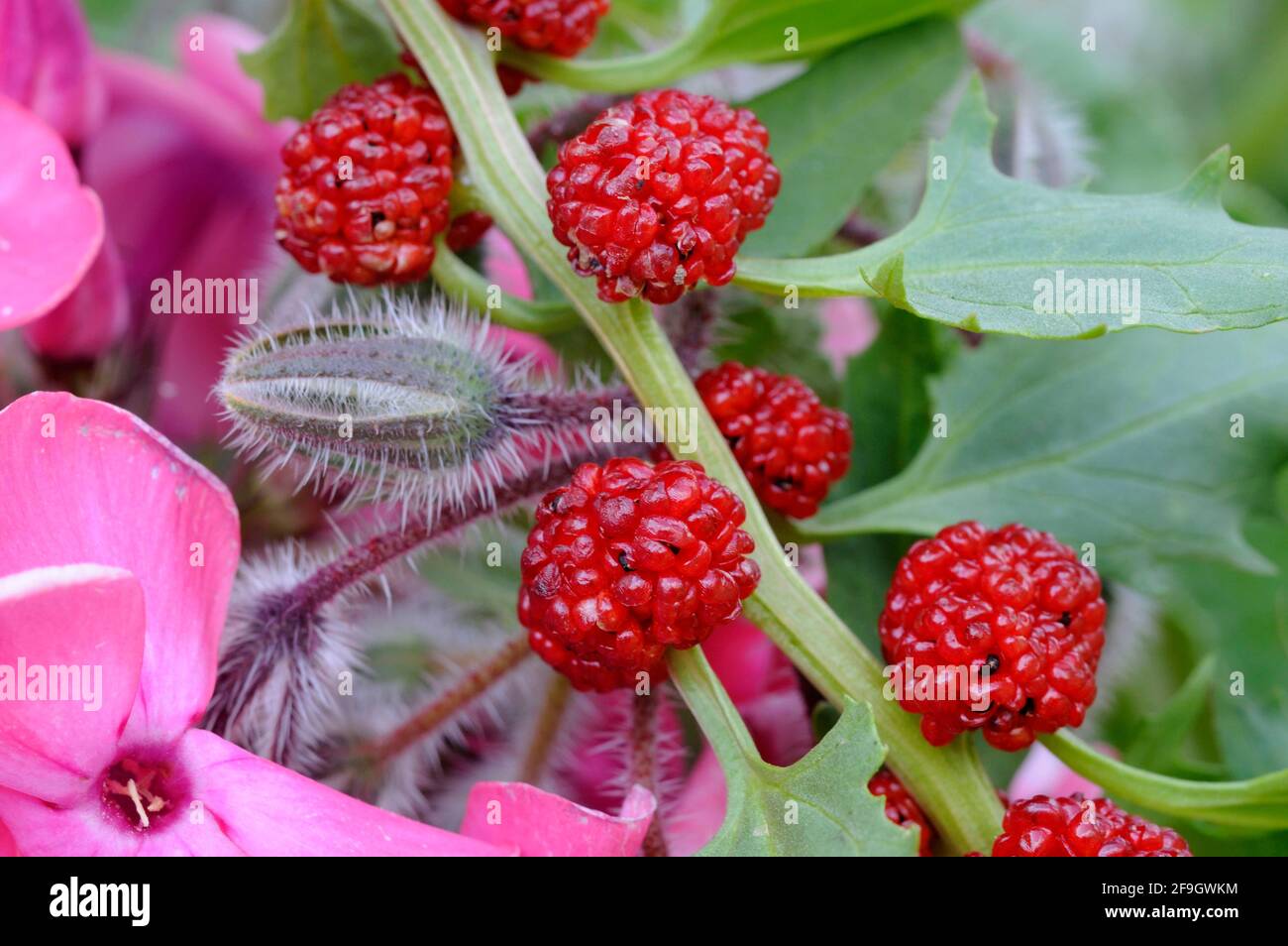 Spiked Blitum capitatum (Blitum capitatum) (Chenopodium capitatum Stock ...