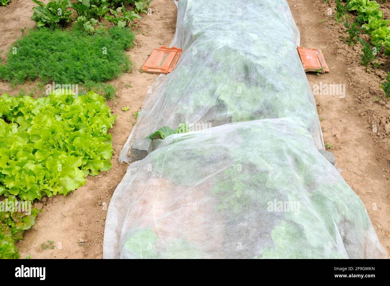 Vegetable garden, Fleece, Insect screen Stock Photo - Alamy