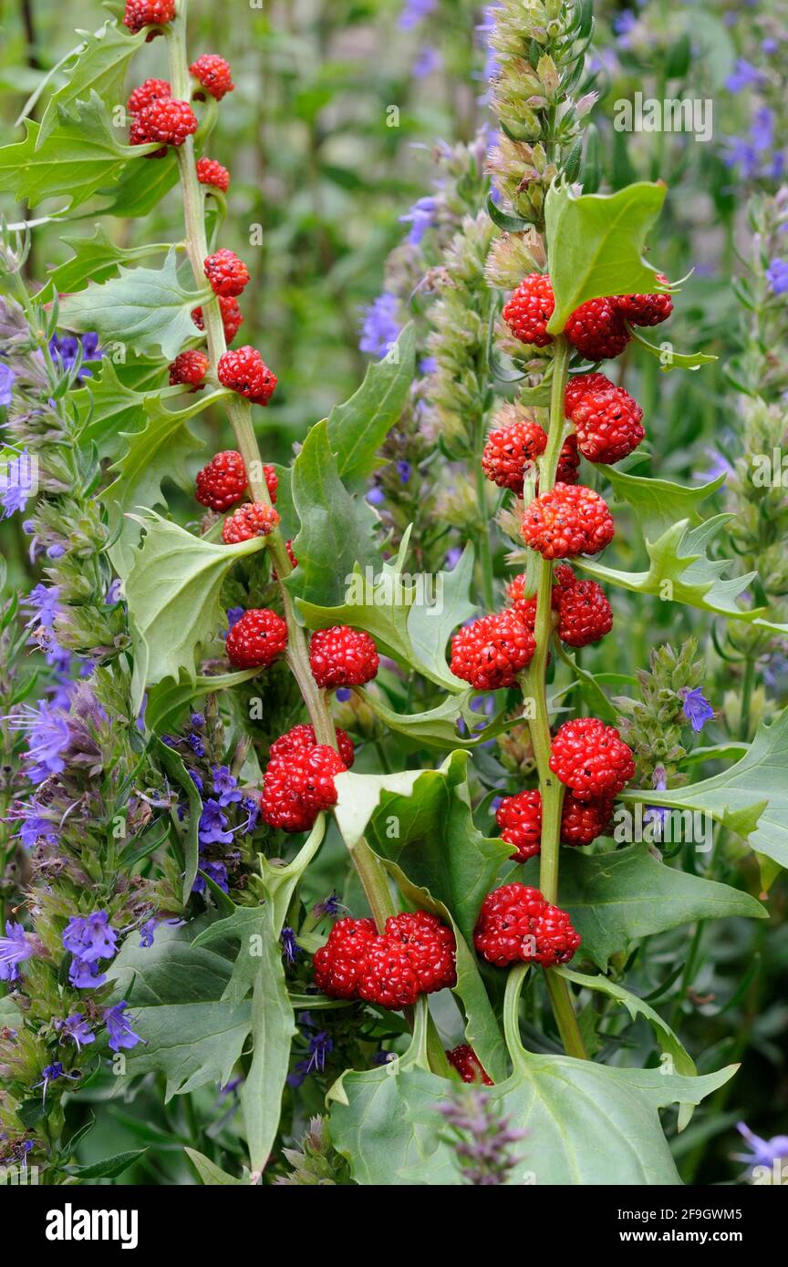 Blitum capitatum hi-res stock photography and images - Alamy