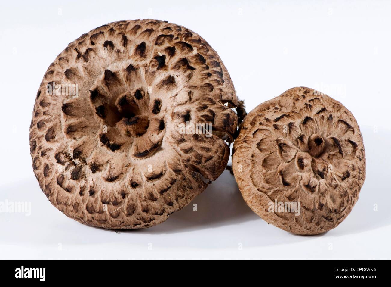 Hawk fungus, hawk prickle (Sarcodon imbricatus), deer fungus Stock ...