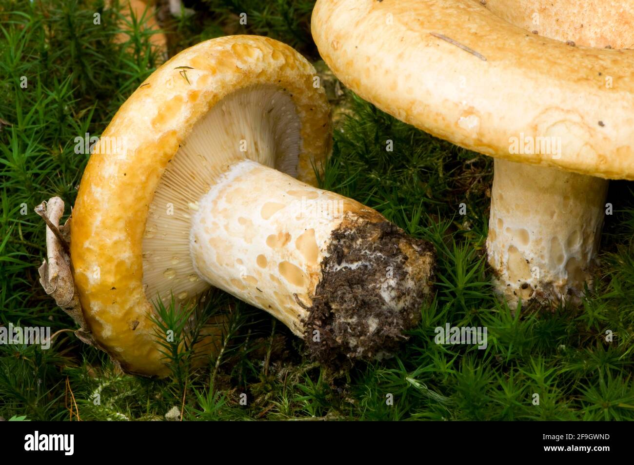 Milter hi-res stock photography and images - Alamy