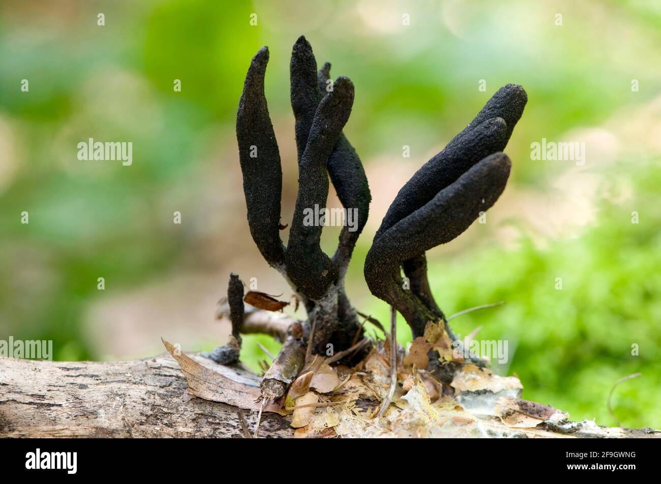 Dead mans fingers hi-res stock photography and images - Alamy