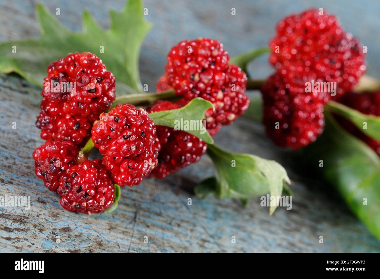 Spiked Blitum capitatum (Blitum capitatum) (Chenopodium capitatum Stock ...