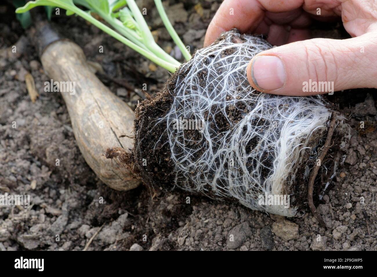 Kohlrabi plant hi-res stock photography and images - Alamy