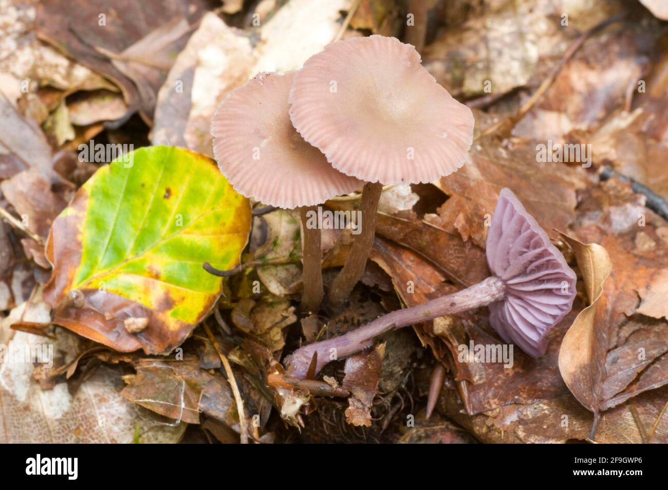 Amethyst deceiver fungus laccaria amethystina hi-res stock photography ...