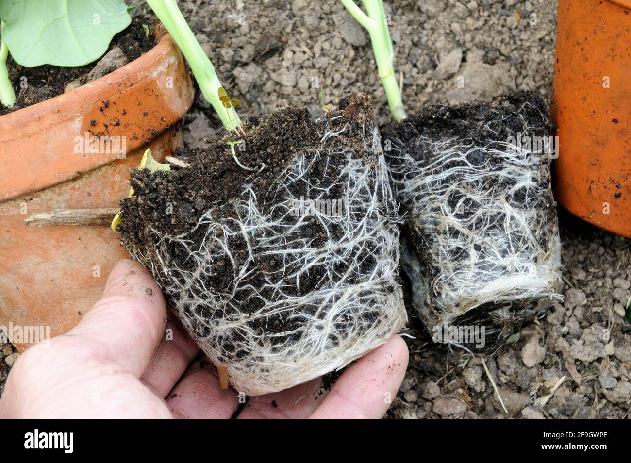 Kohlrabi plant hi-res stock photography and images - Alamy