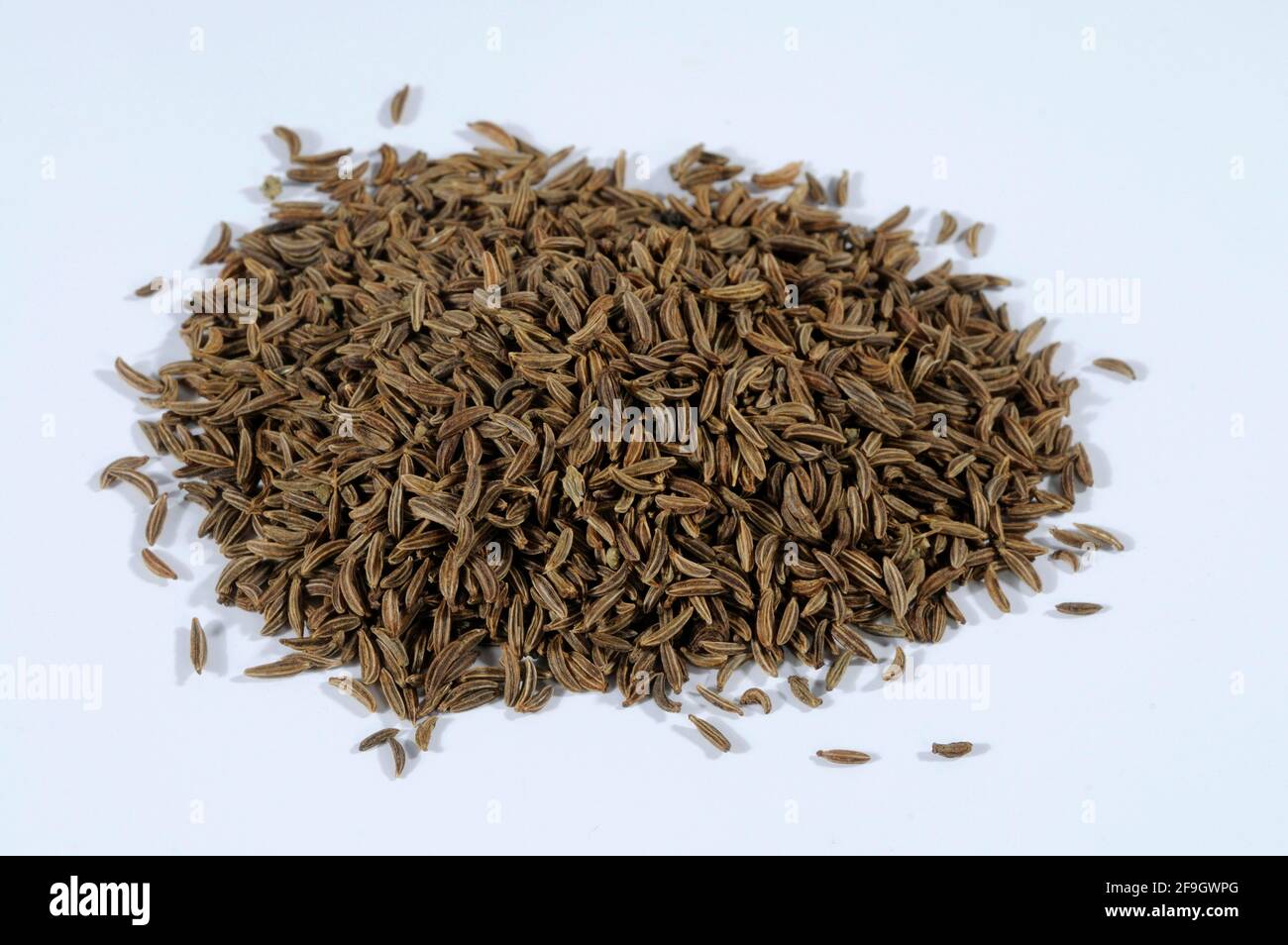 Common Caraway (Carum carvi Stock Photo - Alamy