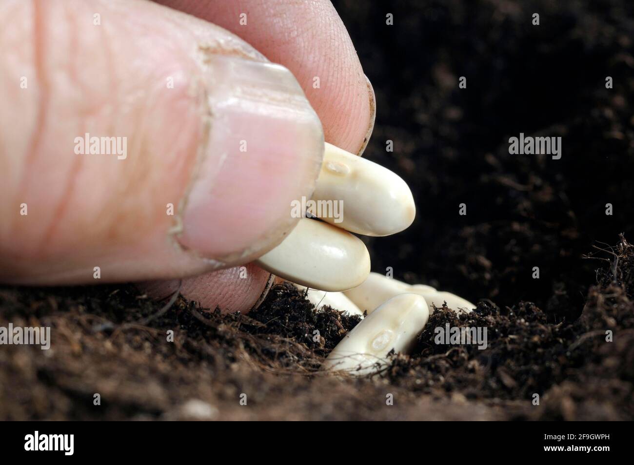 Sowing of bush beans (Phaseolus vulgaris nanus), sowing Stock Photo - Alamy