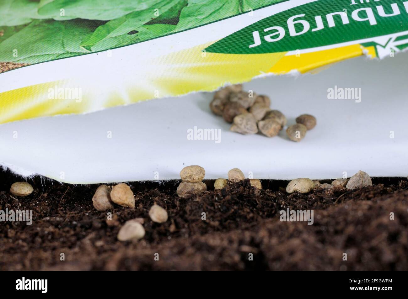 Sowing spinach (Spinacia oleracea), sowing Stock Photo - Alamy