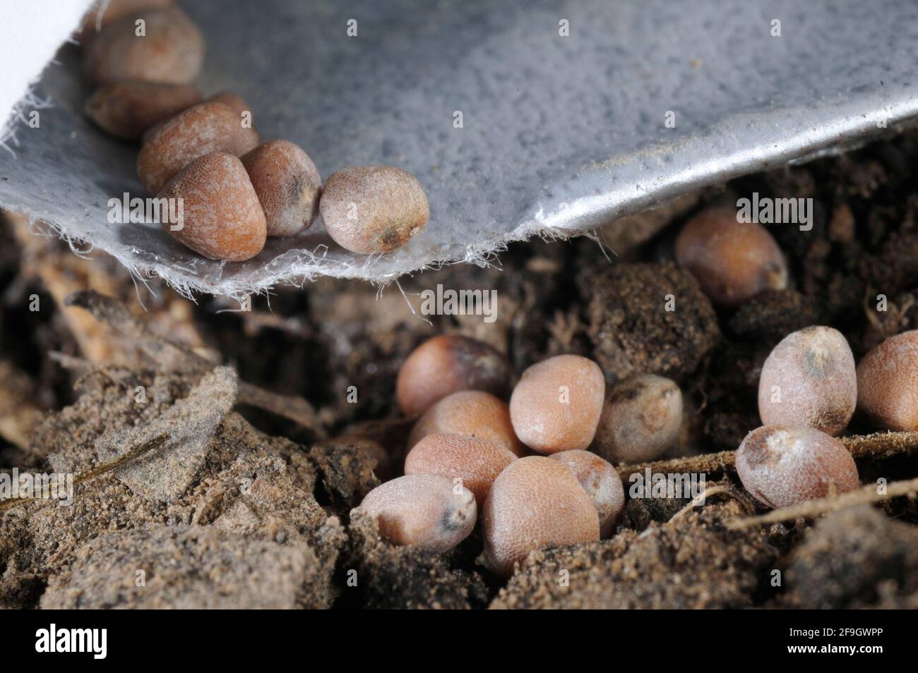 Sowing spinach (Spinacia oleracea), sowing Stock Photo - Alamy