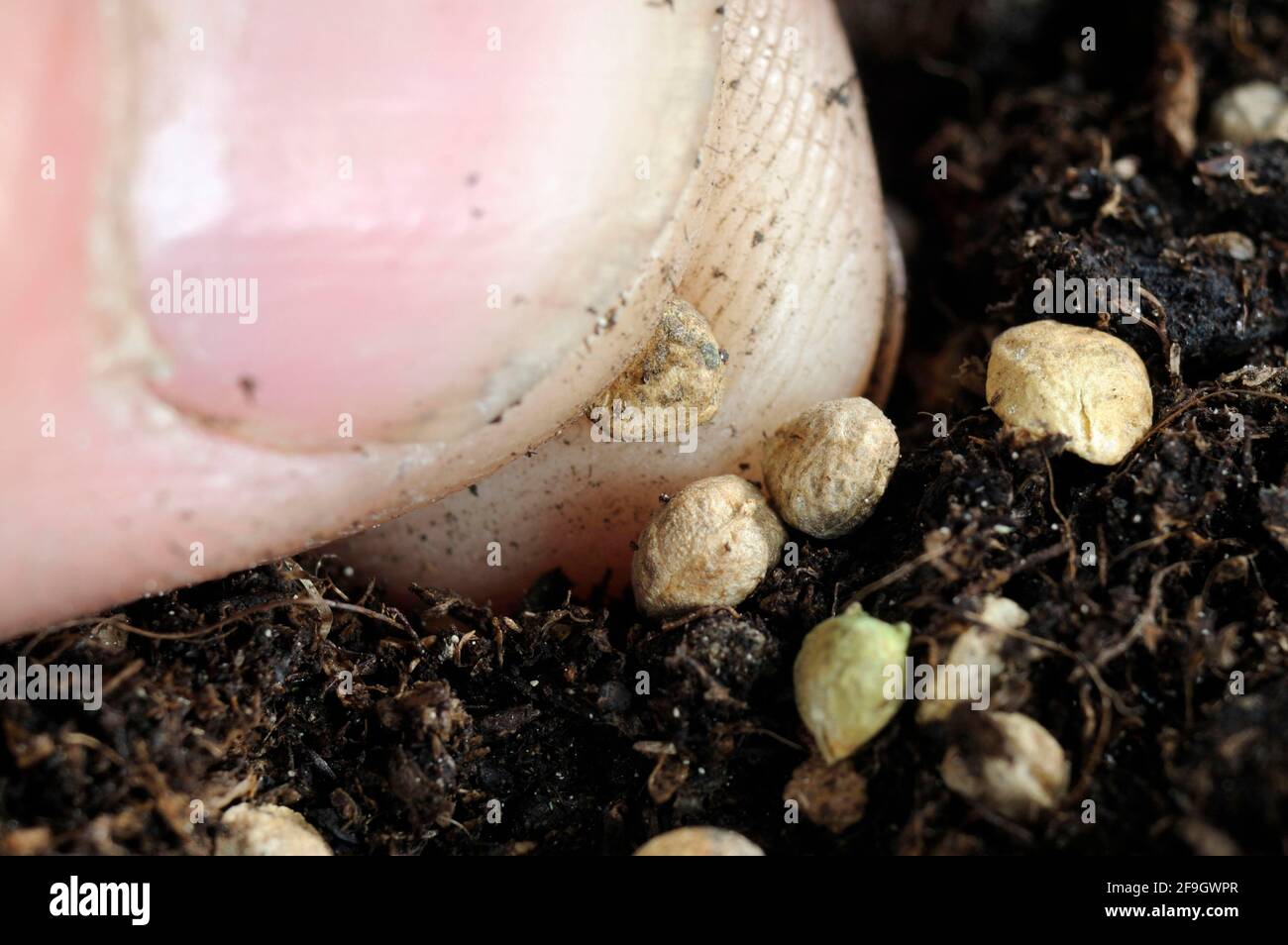 Sowing spinach (Spinacia oleracea), sowing Stock Photo - Alamy
