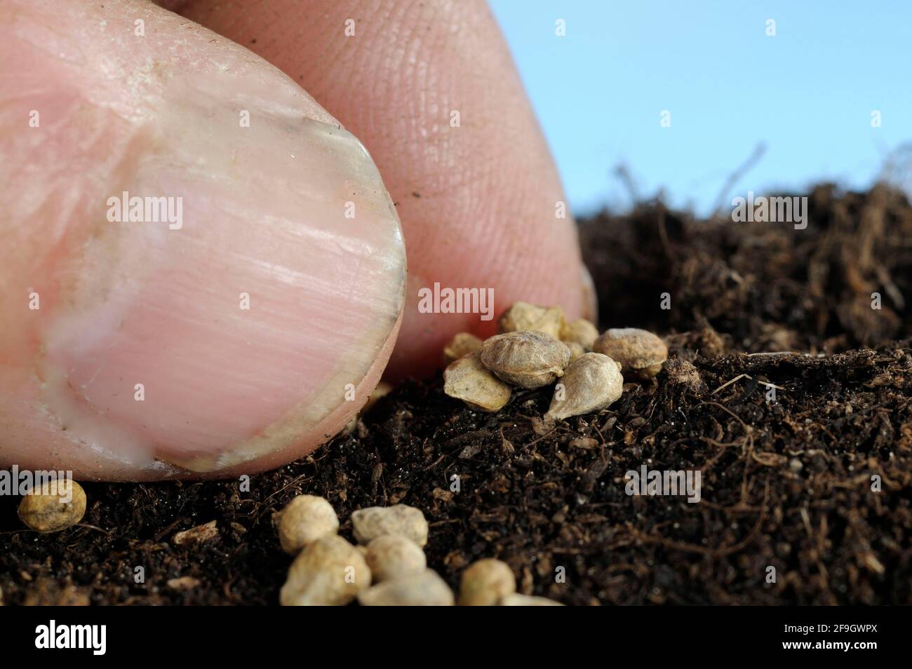 Sowing spinach (Spinacia oleracea), sowing Stock Photo - Alamy