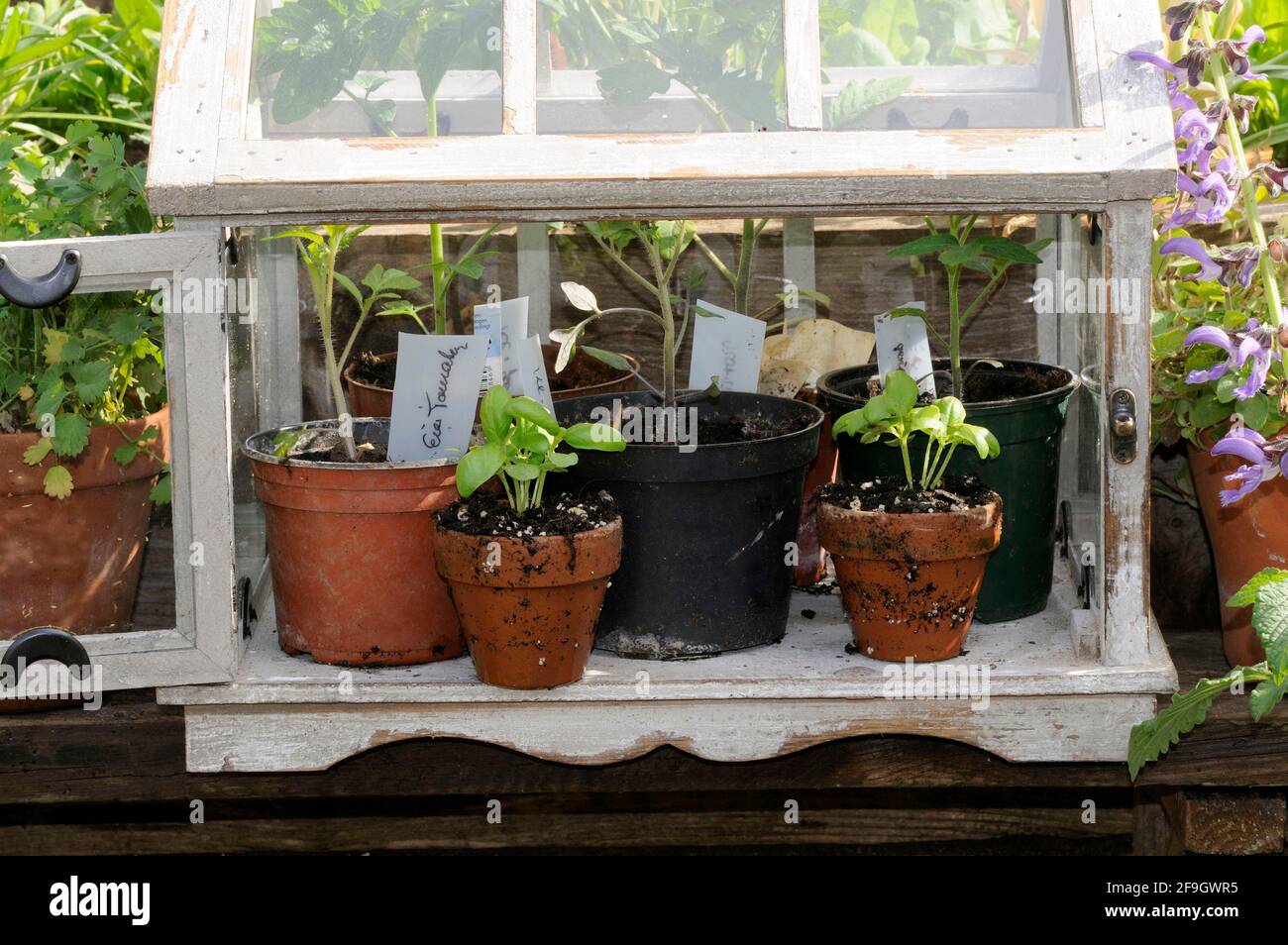 Greenhouse, Basil, Tomato Stock Photo - Alamy