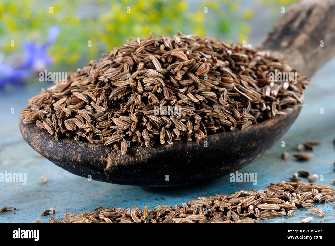 Common Caraway (Carum carvi Stock Photo - Alamy