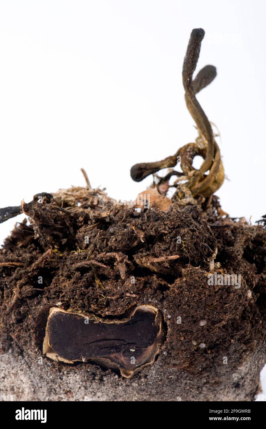 Cordyceps ophiogloooides hi-res stock photography and images - Alamy