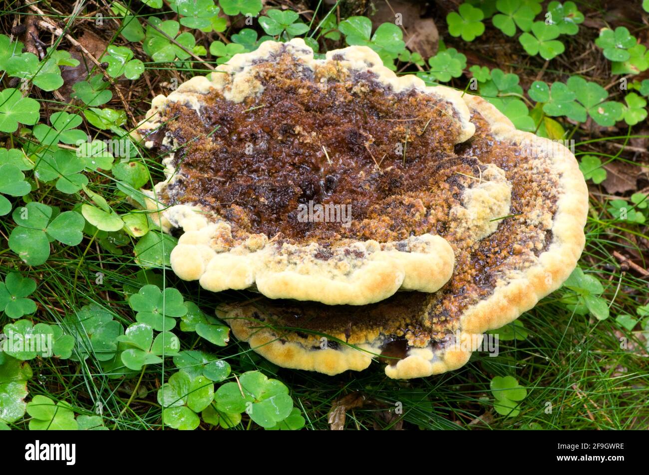 Velvet-top Fungus (Phaeolus schweinitzii Stock Photo - Alamy