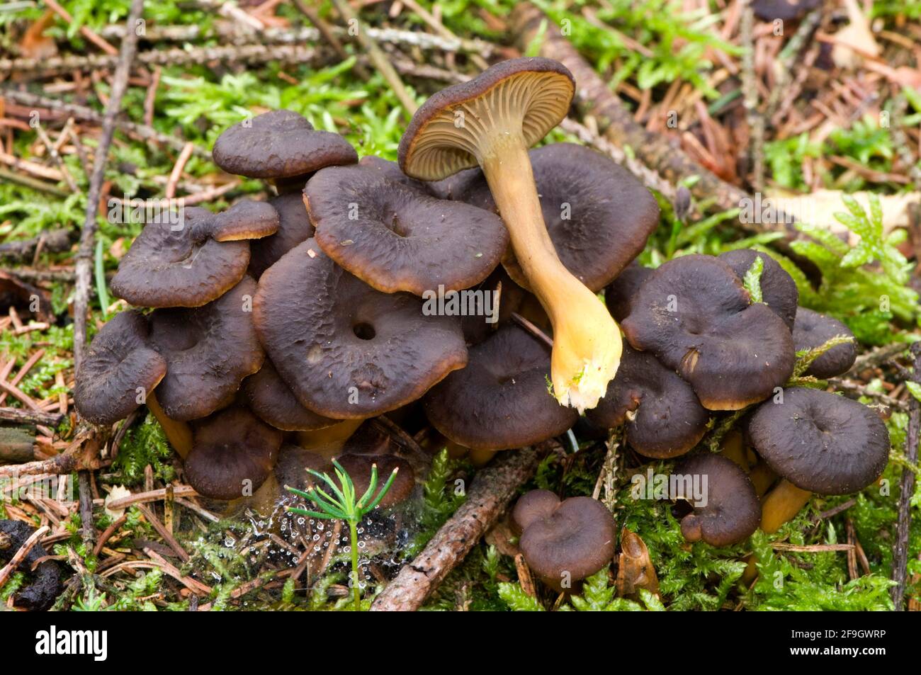 Yellowfoot (Cantharellus tubaeformis), winter fungus, funnel fungus ...