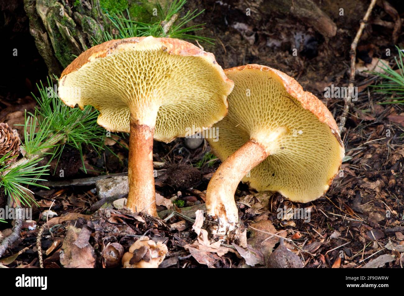 Hollow-footed boletus (Boletinus cavipes) (Suillus cavipes), hollow ...