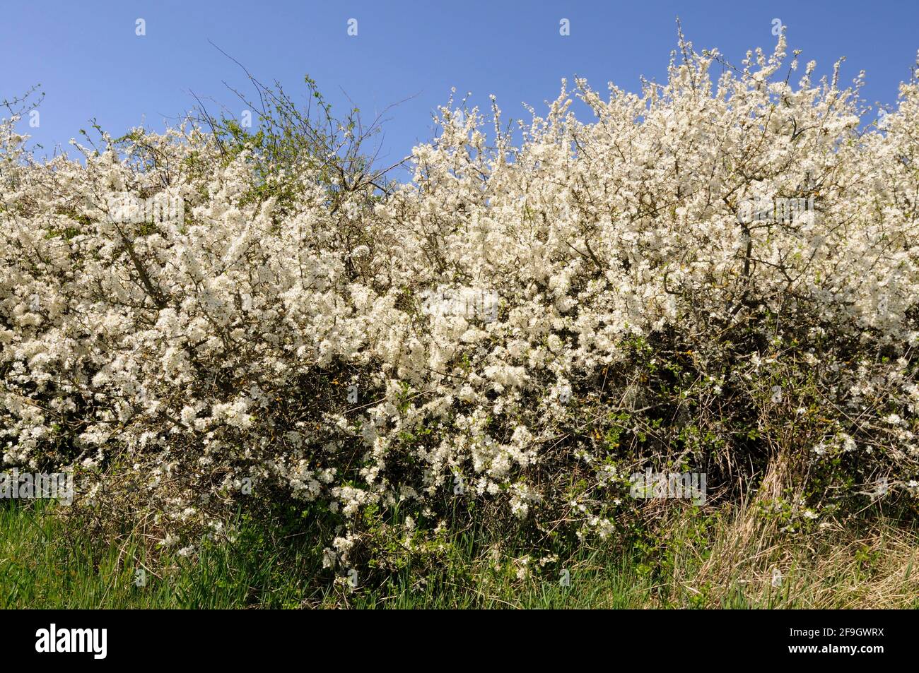 Blackthorn, Blackthorn (Prunus spinosa), Sloe hedge, Blackthorn hedge ...
