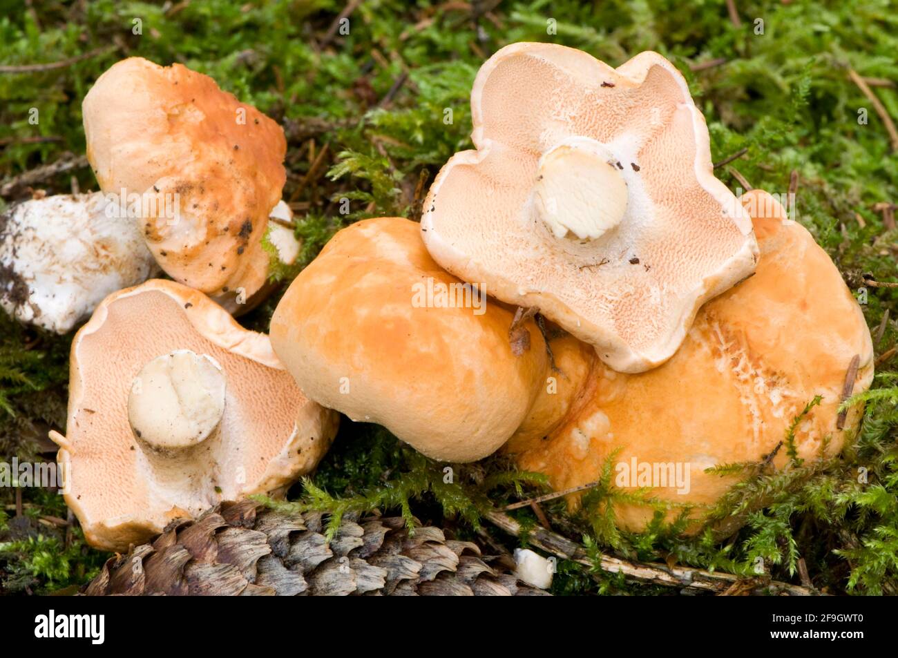 Hedgehog mushroom (Hydnum repandum Stock Photo - Alamy