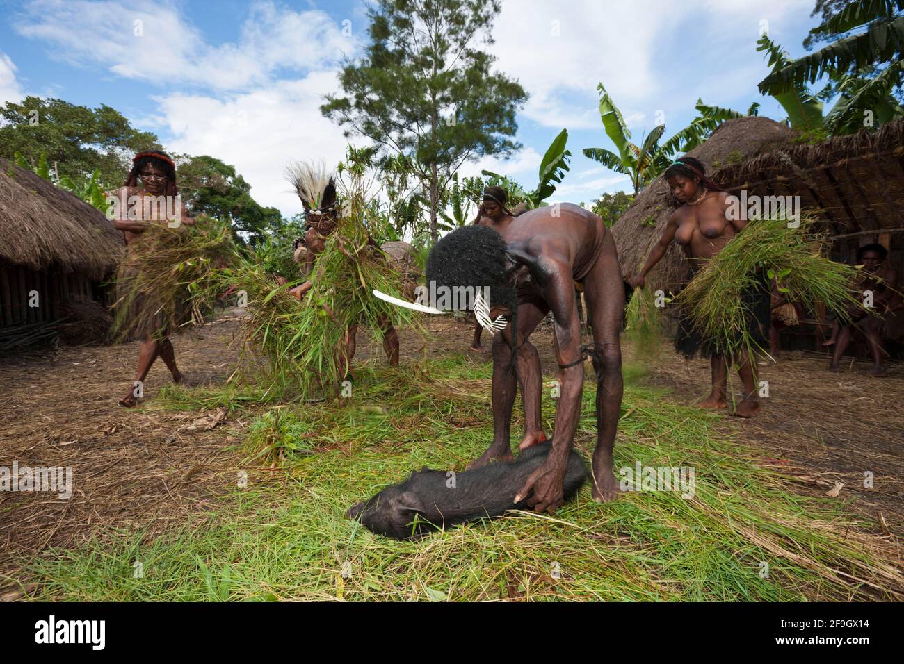 Dani man with slaughtered pig, for pig festival, Baliem valley, West ...