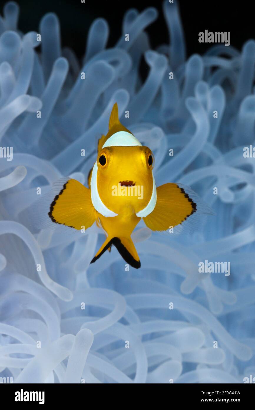 Juvenile Clown Anemonefish, bleached Sea Anemone, Cenderawasih Bay ...