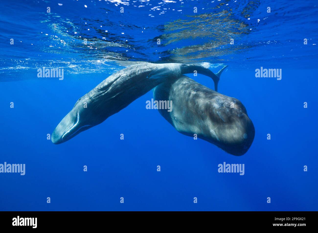 Sperm whales hi-res stock photography and images - Alamy