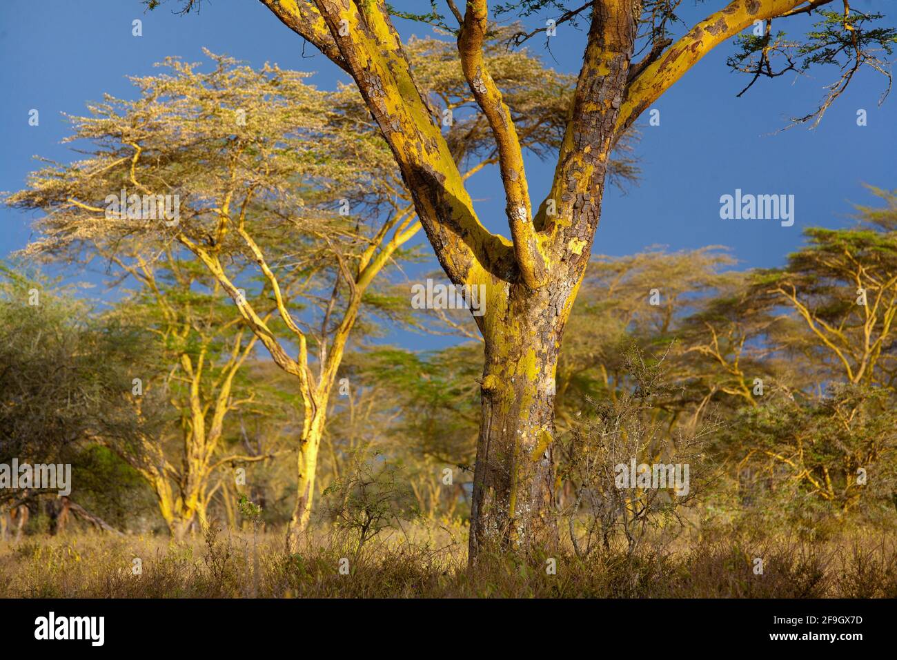 Fever acacia, Lake Nakuru National Park (Acacia xanthophloea), Kenya ...