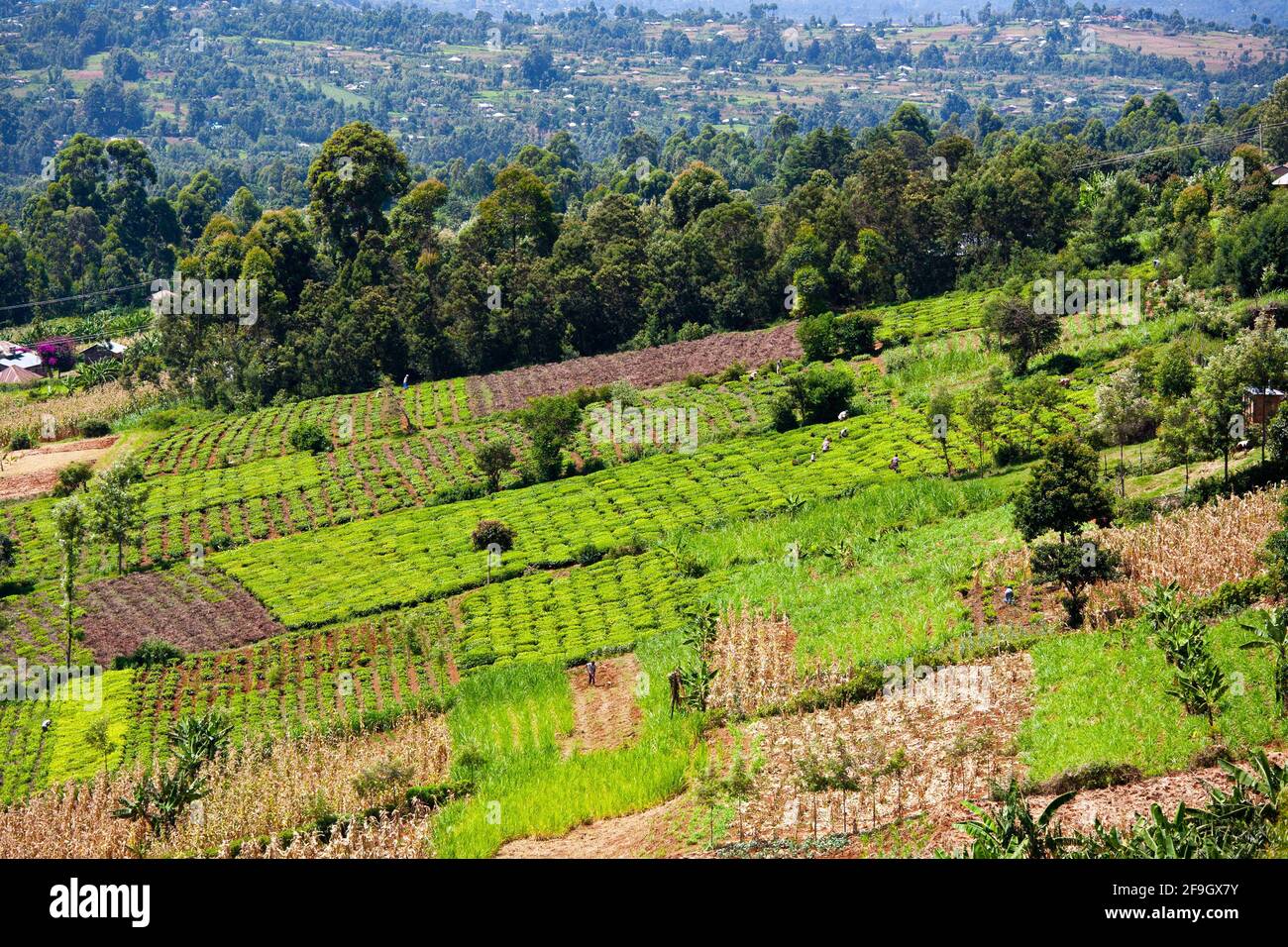 Sotik hi-res stock photography and images - Alamy