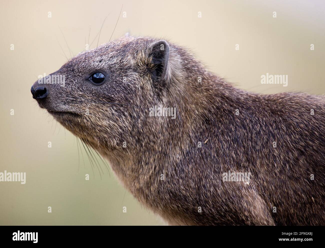 Cape hyrax (Procavia capensis), Baboon Cliffs, Lake Nakuru National ...