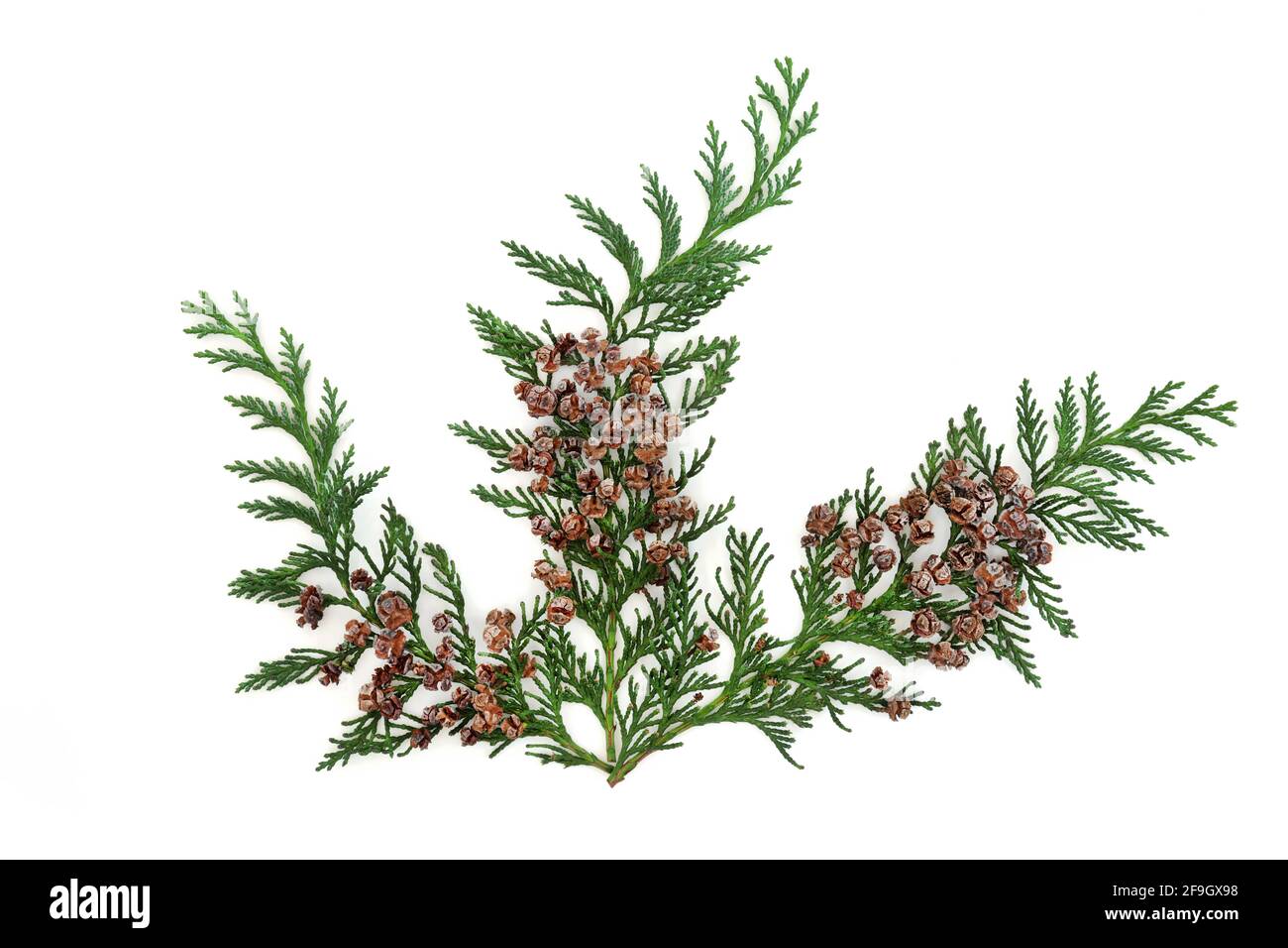 Cedar cypress arborvitae fir leaf sprig decoration isolated on white ...