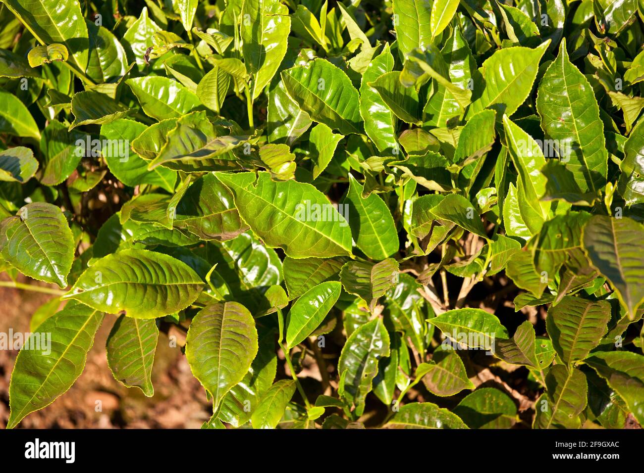 Tea bush, tea leaves (Camellia sinensis), tea bush family (Theaceae ...