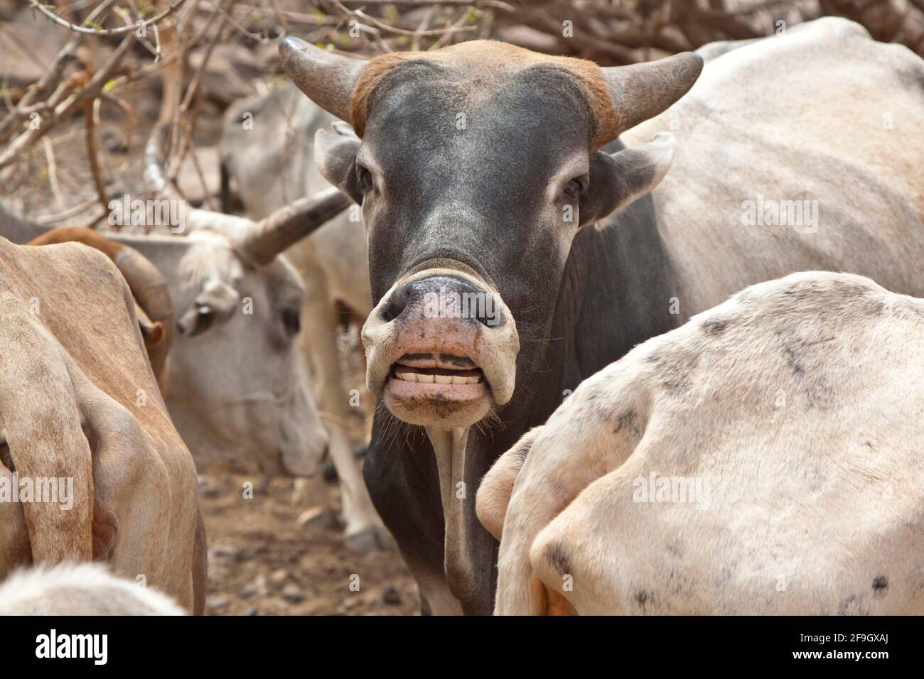 Cattle farming kenya hi-res stock photography and images - Alamy