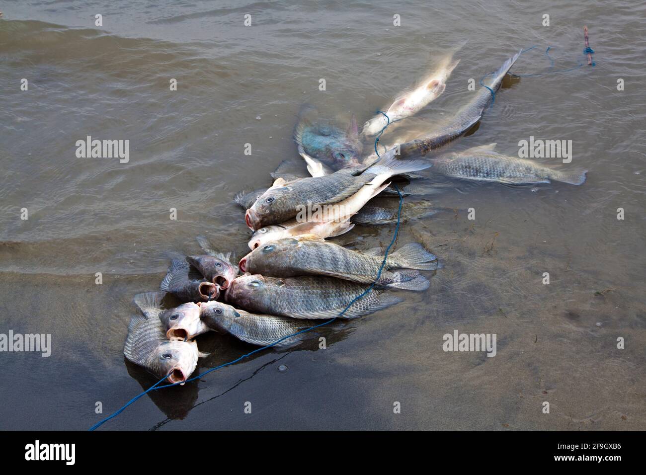 Tilapia africa hi-res stock photography and images - Alamy