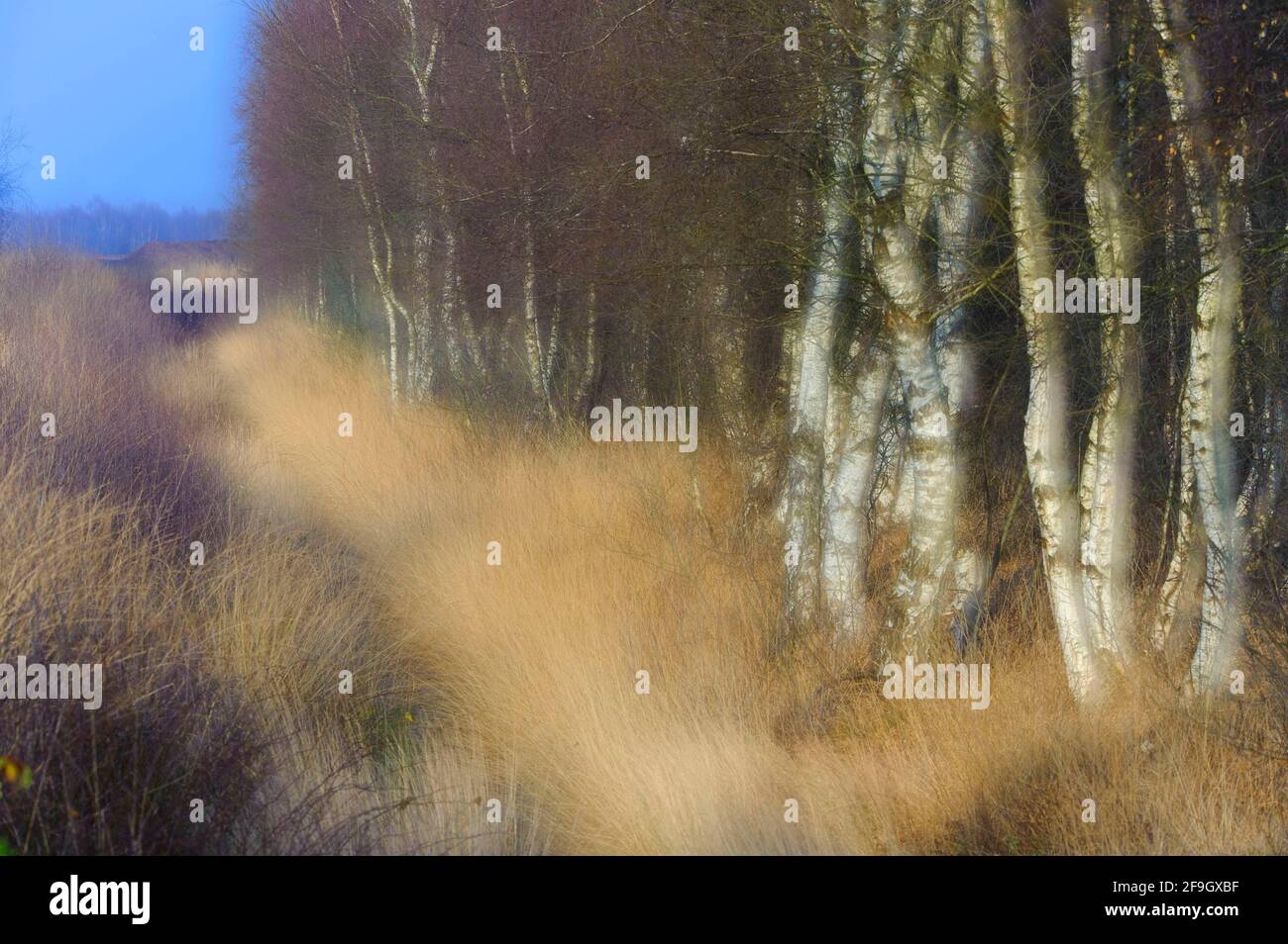Birch mire with hi-res stock photography and images - Alamy