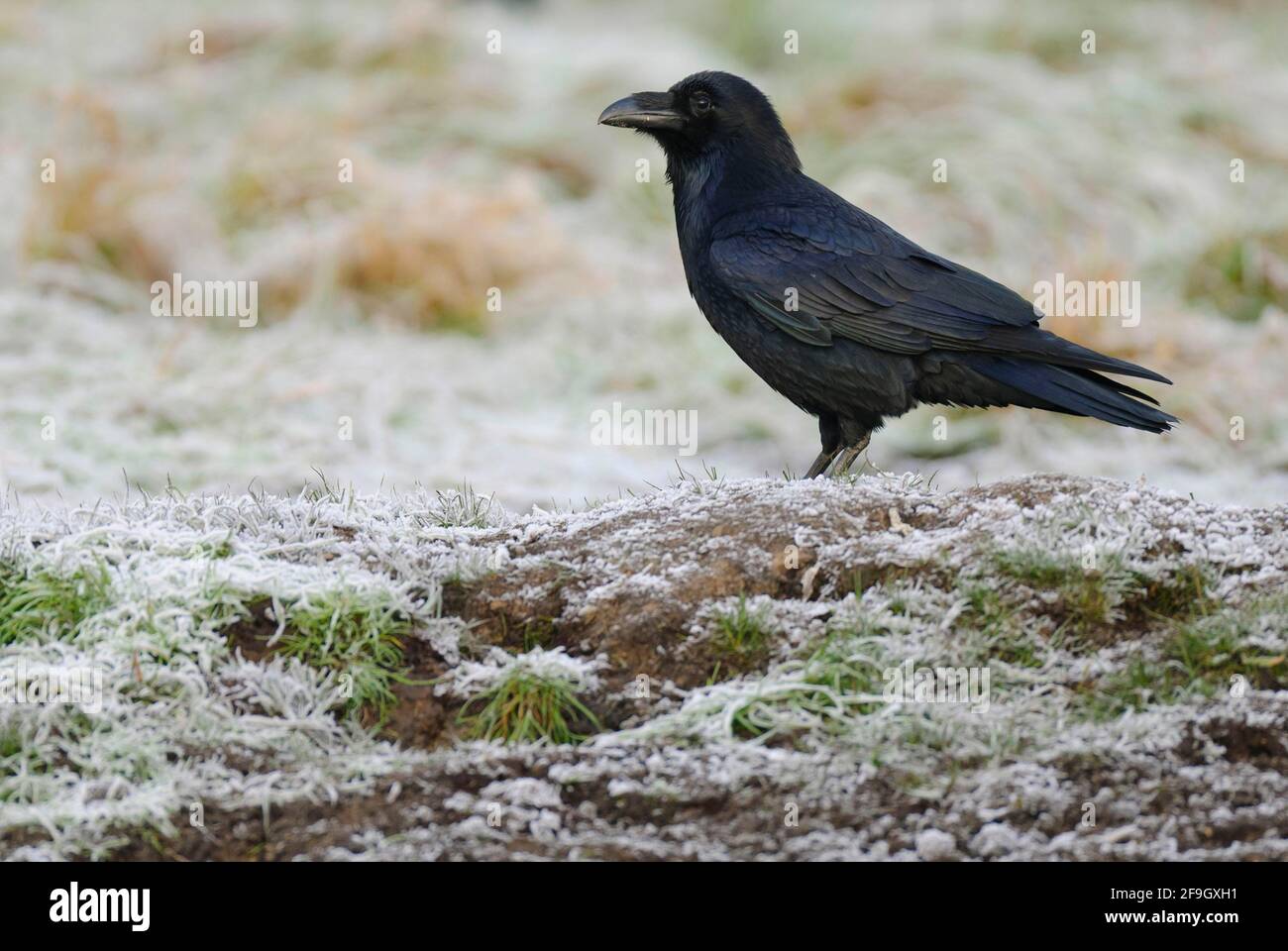 Common raven (Corvus corax), sideways Stock Photo - Alamy