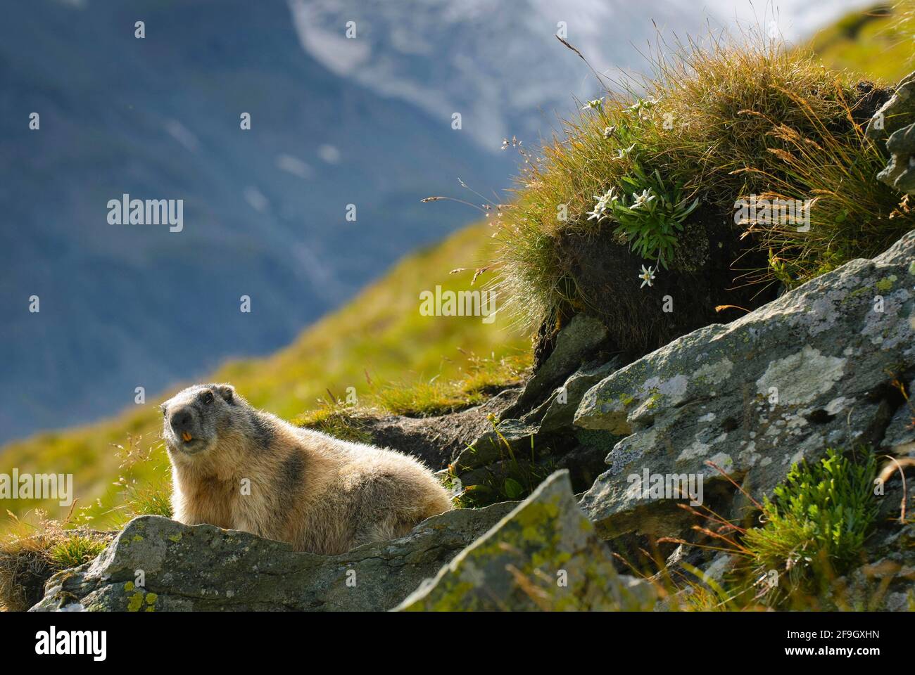 Alpine Marmot (Marmota marmota) with Edelweiss, Alpine Marmot, under ...