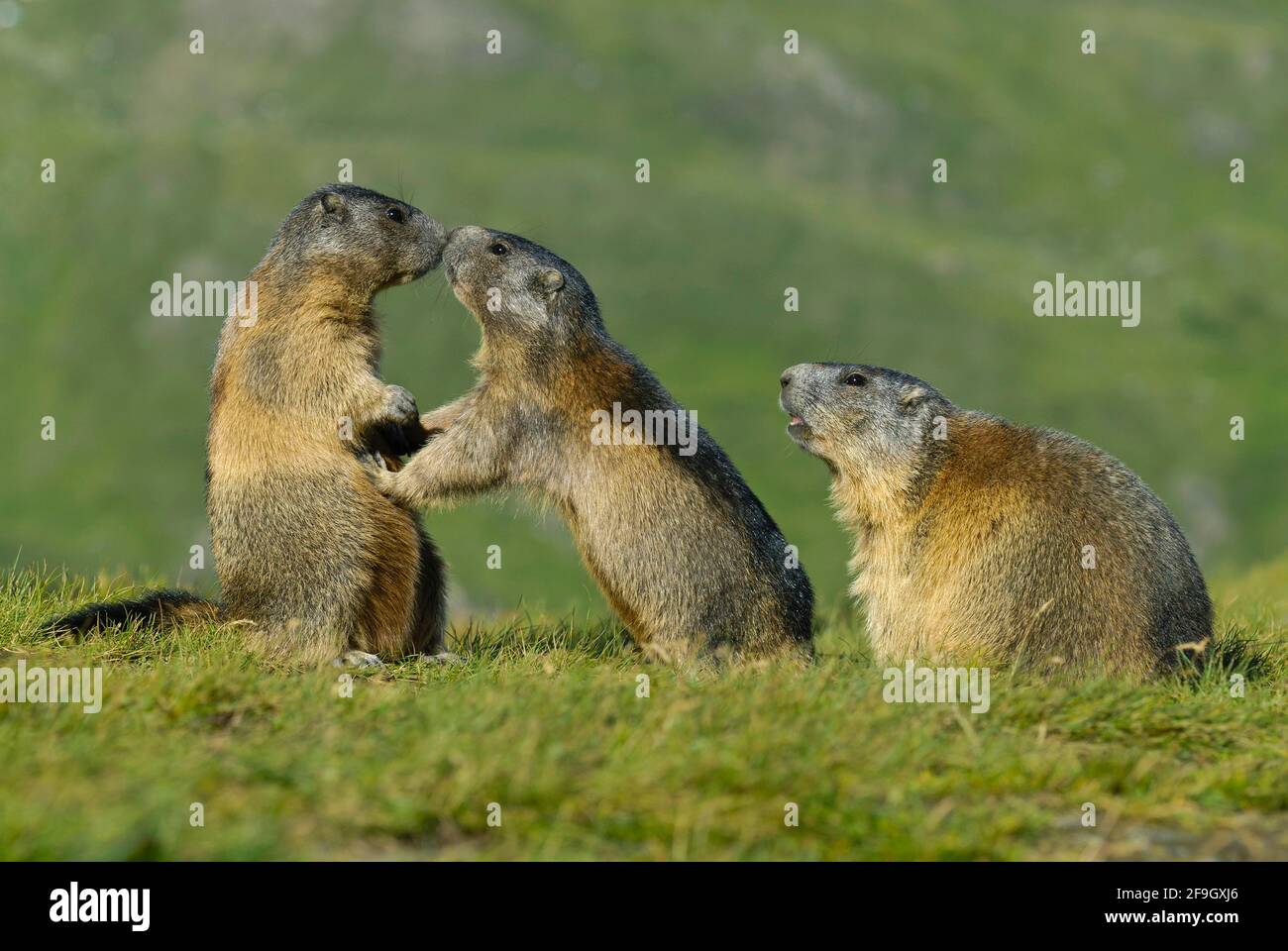 Alpine Marmots (Marmota marmota) Alpine Marmot, Hohe Tauern National ...