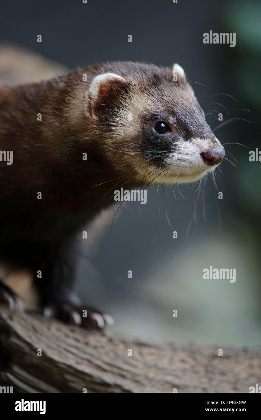 Polecat portrait hi-res stock photography and images - Alamy