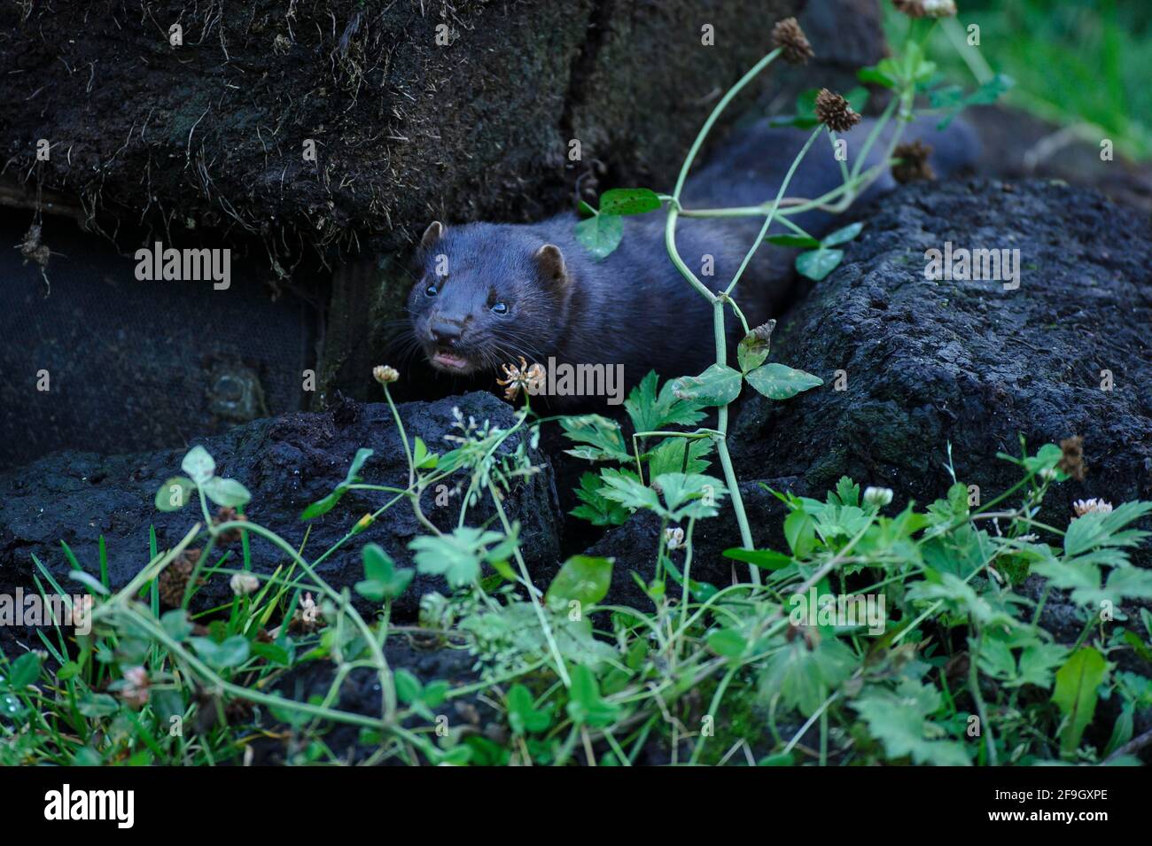You out mink and it hi-res stock photography and images - Alamy