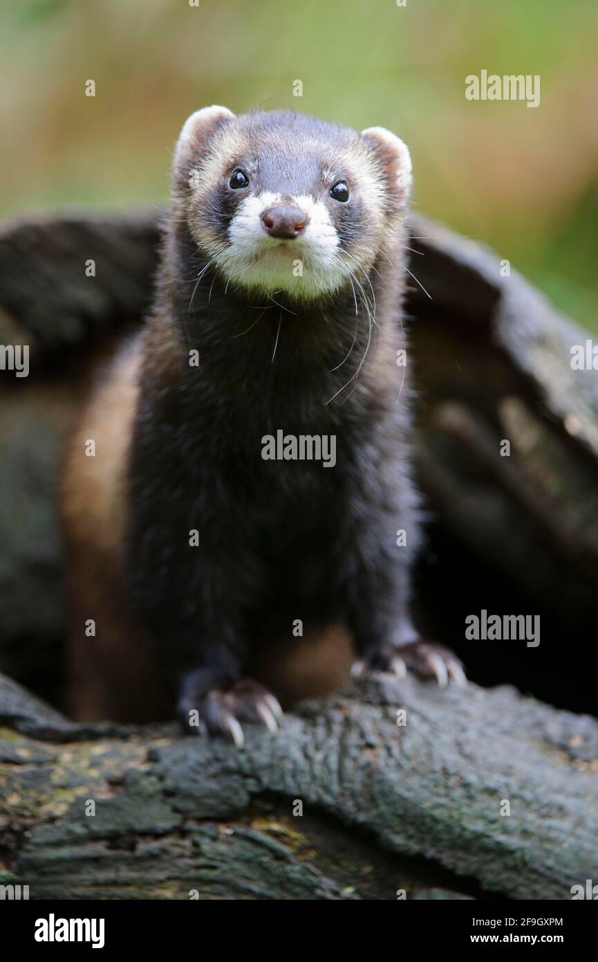 Polecat face hi-res stock photography and images - Alamy