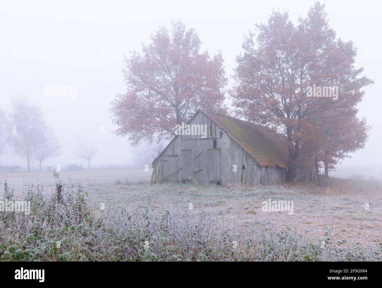 Field barn in the fog, Lower Saxony, Germany Stock Photo - Alamy
