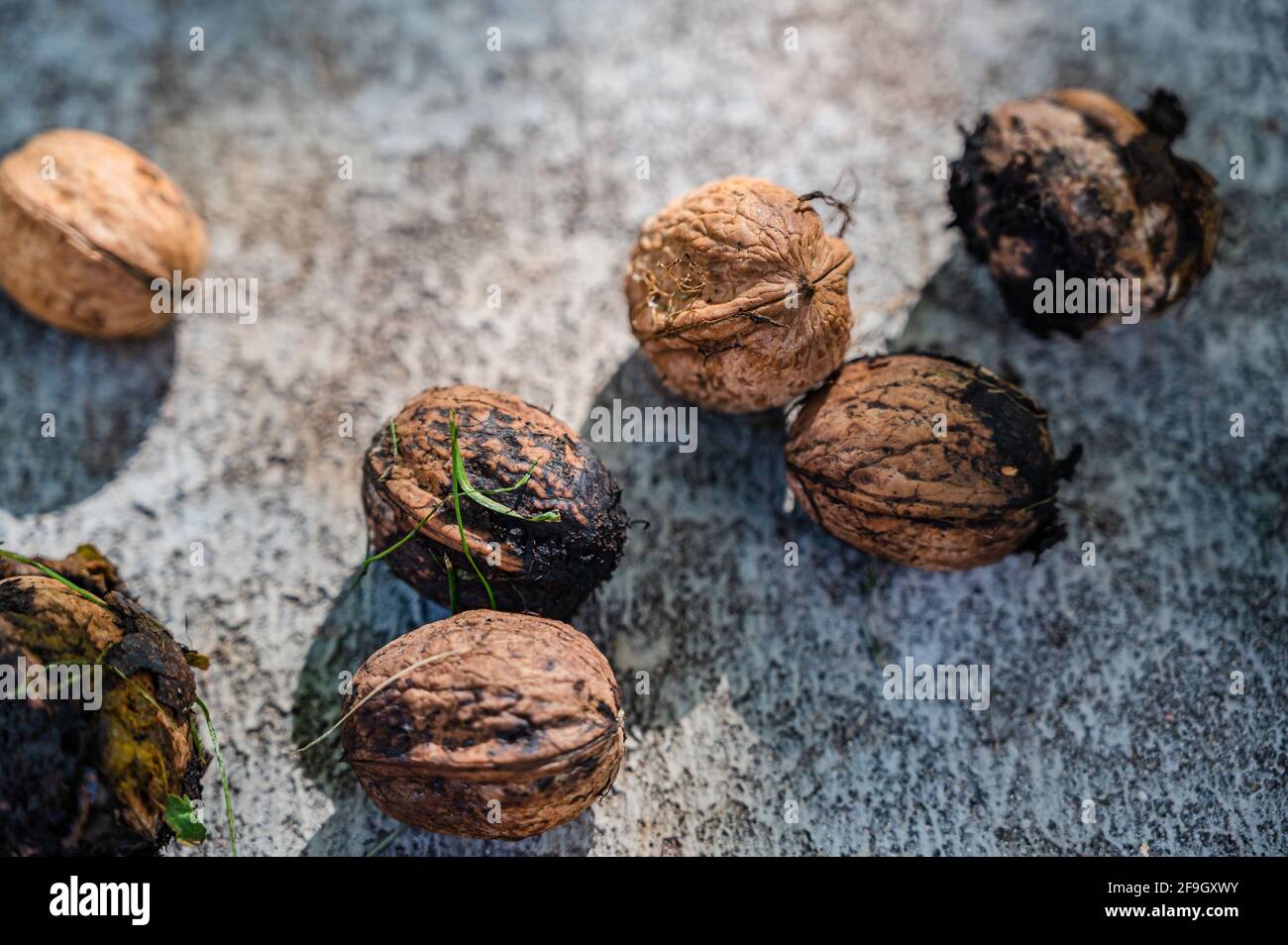 A top view closeup of fresh whole walnuts on the ground Stock Photo - Alamy